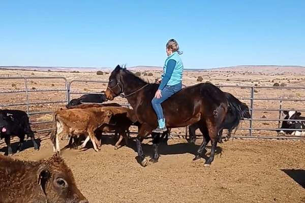 Cowtown (Ct) the Best Family Gelding