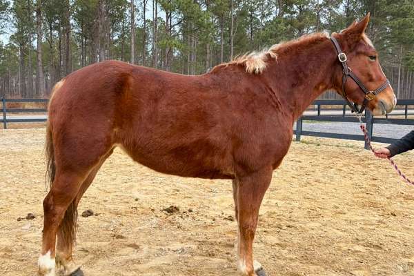 Belgian Morgan Mare