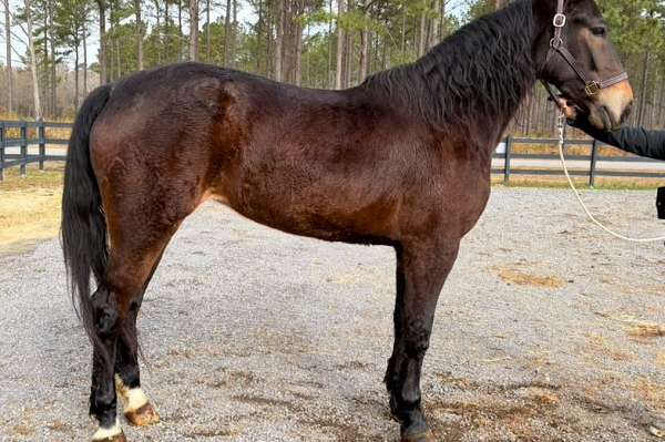 Bay Friesian Cross