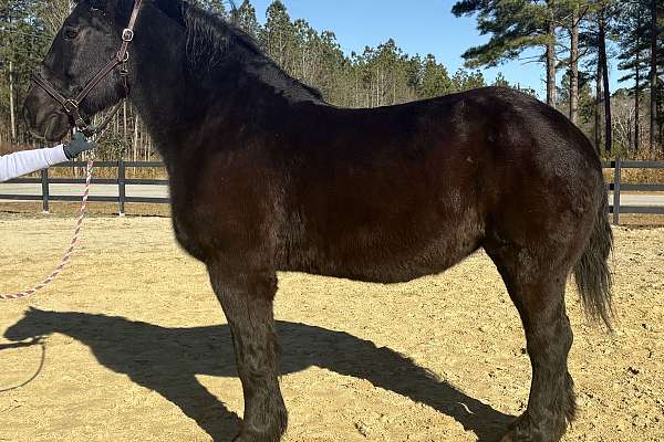 Safe Percheron Mare