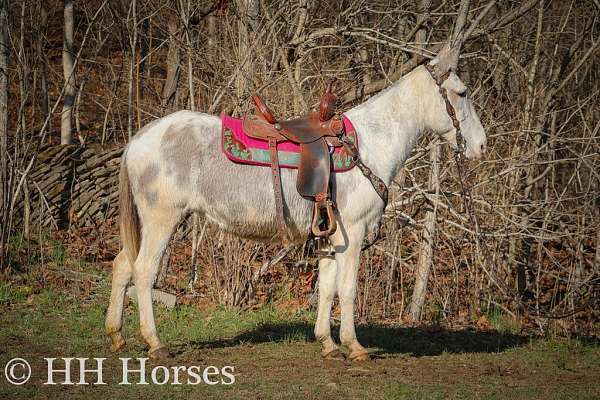 Really Gentle Gray Roan Paint Molly Mule, Quiet, Trail Rides