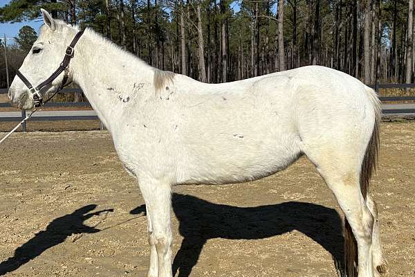 White QH Mare