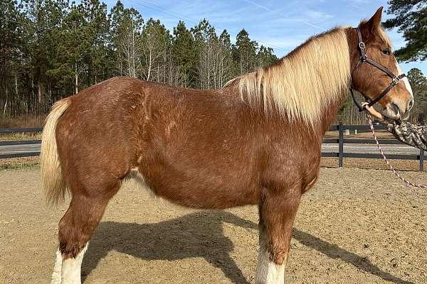 Registered Belgian Mare