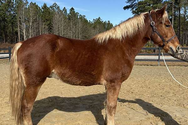 Belgian Morgan Gelding