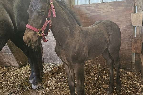 3/4 Friesian 1/8 Percheron 1/8 Morgan Colt