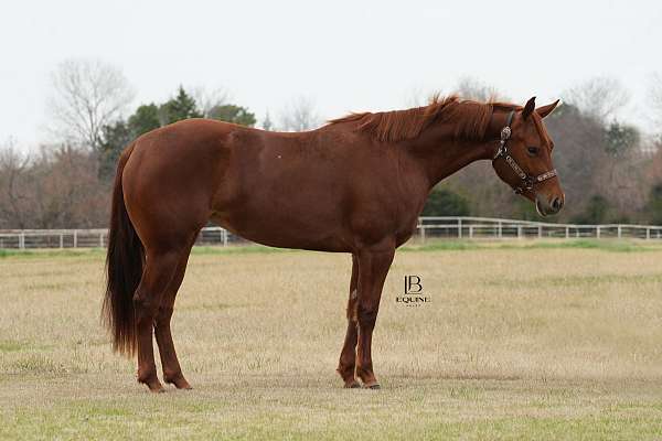 AQHA Fancy Green All- Round Prospect Well Started!