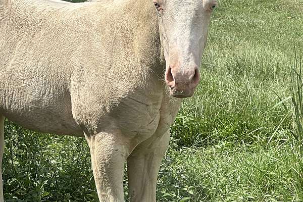 Cremello Stud Colt