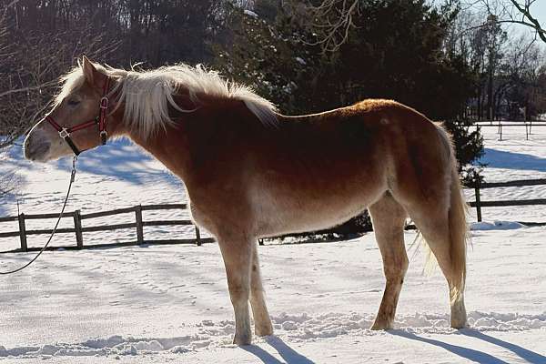 Gorgeous Registered Haflinger Mare