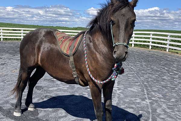 Black Friesian Cross