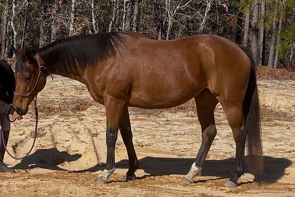 Highland Lass 10 Year Old Thoroughbred Mare