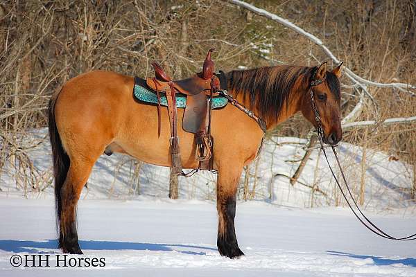 Big, Handsome, Intelligent Lineback Dun Crossbred, Ranch, Trail Ride