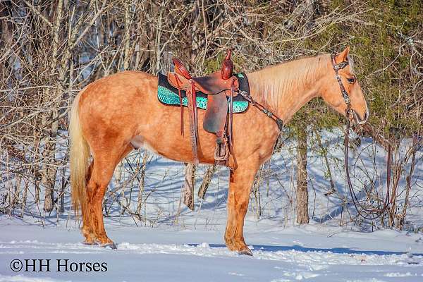 Pretty AQHA Dapple Golden Palomino Gelding, Well Bred, Riding Nicely