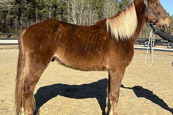 Belgian Morgan Mare