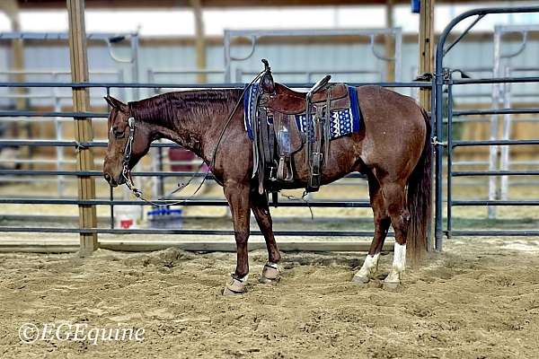 Shapey Working Cow Gelding
