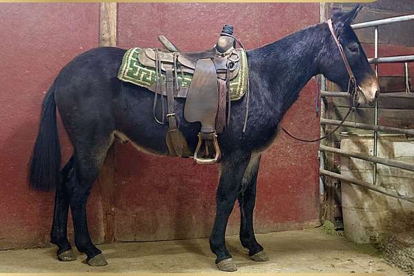 Leo - Family Safe Mule!