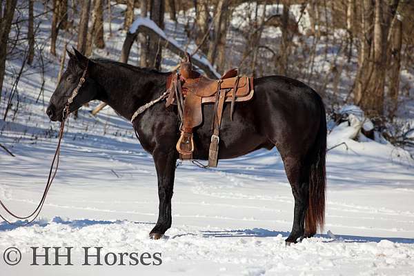 Pretty Black Quarter Horse Gelding, Trail Rides, Ranch Work