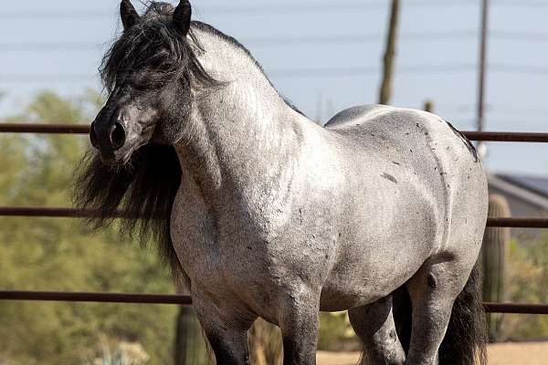 Standing At Stud “Blue Suede”