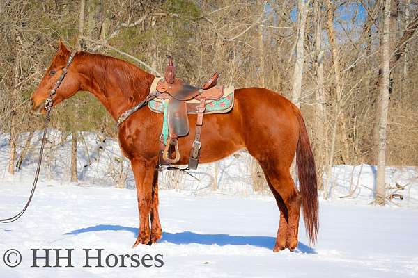 Very Well Broke Seasoned Sorrel Quarter Horse Ranch Mare, Fun to Ride