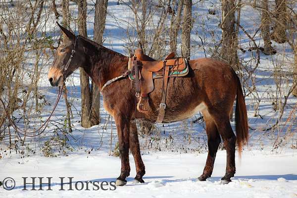 Big Percheron Molly Mule, Broke to Ride and Drive, Stands 16.2 Hands Tall