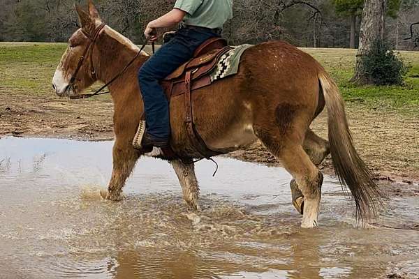 Good Trail Riding Mule for the Family