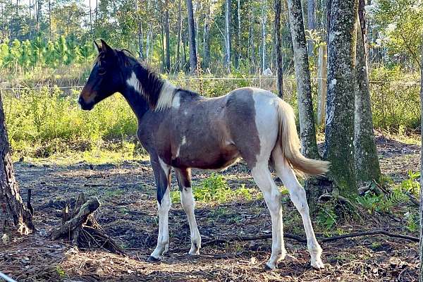 Stunning Bay Roan Spotted Filly