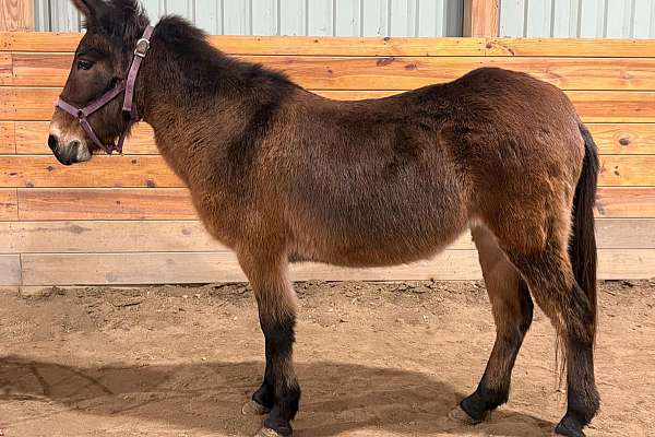 Companion/Driving Mule