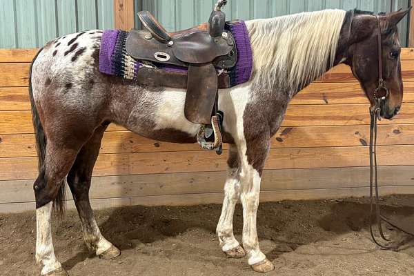 Pretty Project Horse