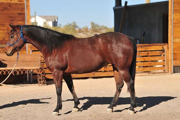 AQHA Appendix Broodmare in Foal to Friesian