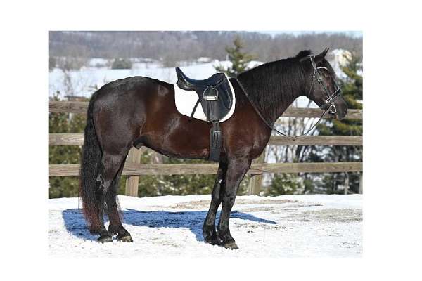 Tuffy the Versatile Guy He is a 6yo Percheron Morgan Cross Gelding