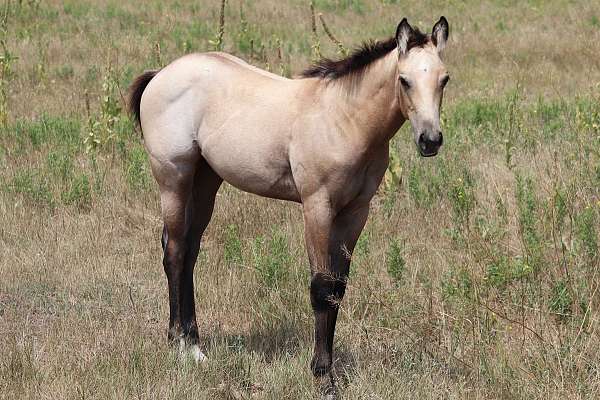2024 AQHA Buckskin Gray Roan Filly