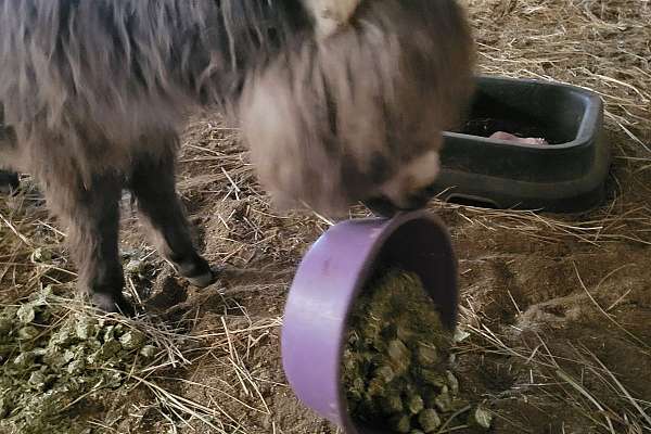 Very Small Wooly Donkey