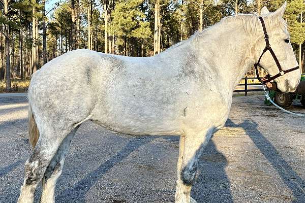Grey Percheron Mare