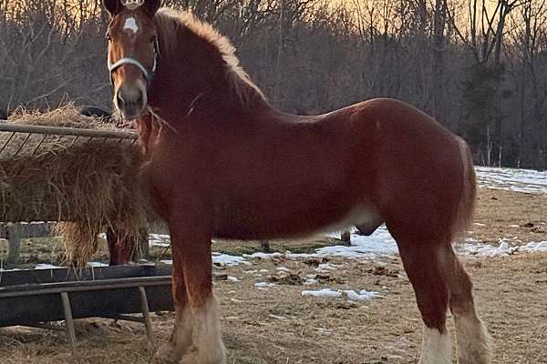 Gorgeous Belgian Gelding