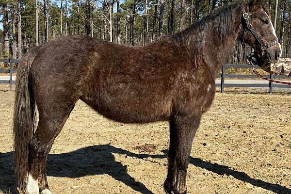 Registered Morgan Mare