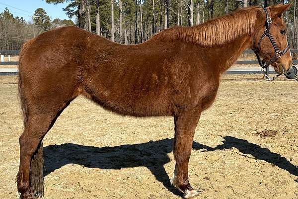 Gentle QH Mare