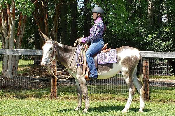 Beautiful Mammoth Saddle Donkey Jennet
