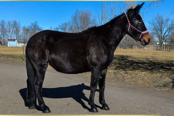 Mulan - All-Around, Fancy Mule!