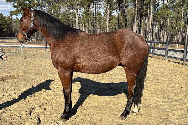 Bay Roan QH