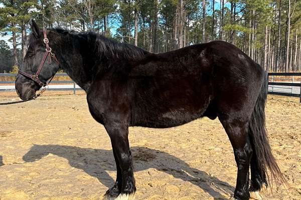 Gentle Percheron Gelding