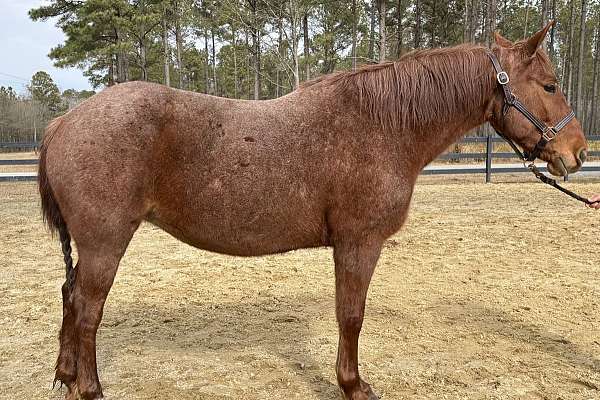 Red Roan Mare