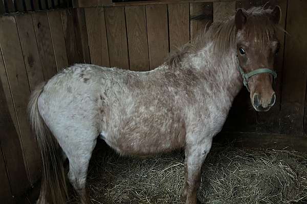 3 Yr Old Pony