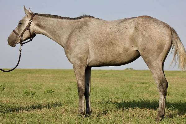 6 Year Old OTTB Mare