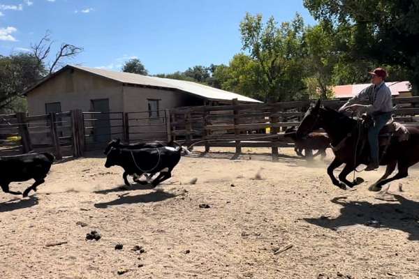 Ranch Roping Deluxe