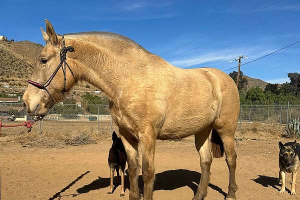 2020 Imported Double Pearl Isabelo Andalusian