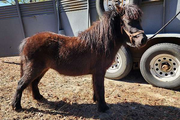 Black AMHR Mini Mare Bred to Grulla