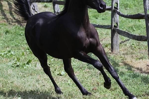 Solid Black Straight Egyptian Colt