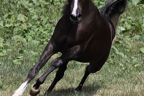Straight Egyptian Black Colt