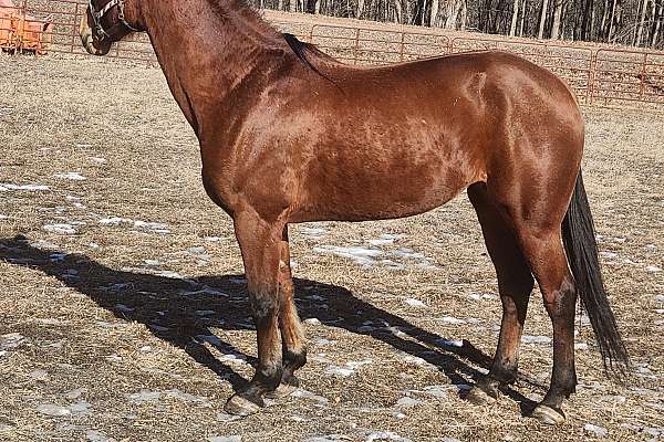 Standardbred Mare