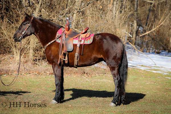 Stout Made Gentle Black Morgan Percheron Crossbred Mare, Ride & Drive