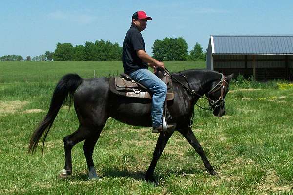 Gorgeous Black Arabian Mare for Breeding Lease - Se and Al Khamsa
